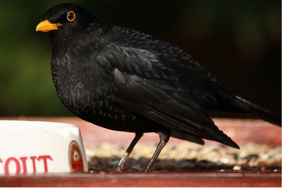 Bird photography with a Raspberry Pi and a DSLR - Raspberry Pi