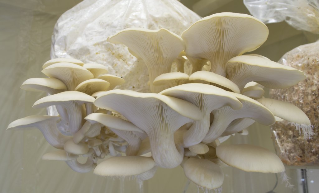 Growing things in the (mushroom) cloud* - Raspberry Pi