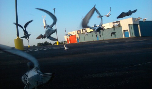 Pigeon Pi - Raspberry Pi