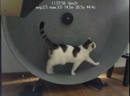 Cat exercise wheel - Raspberry Pi