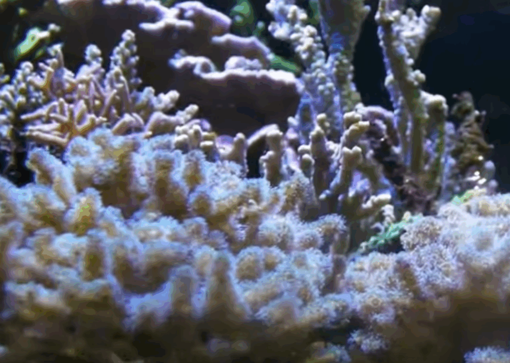 aquariums Archives - Raspberry Pi