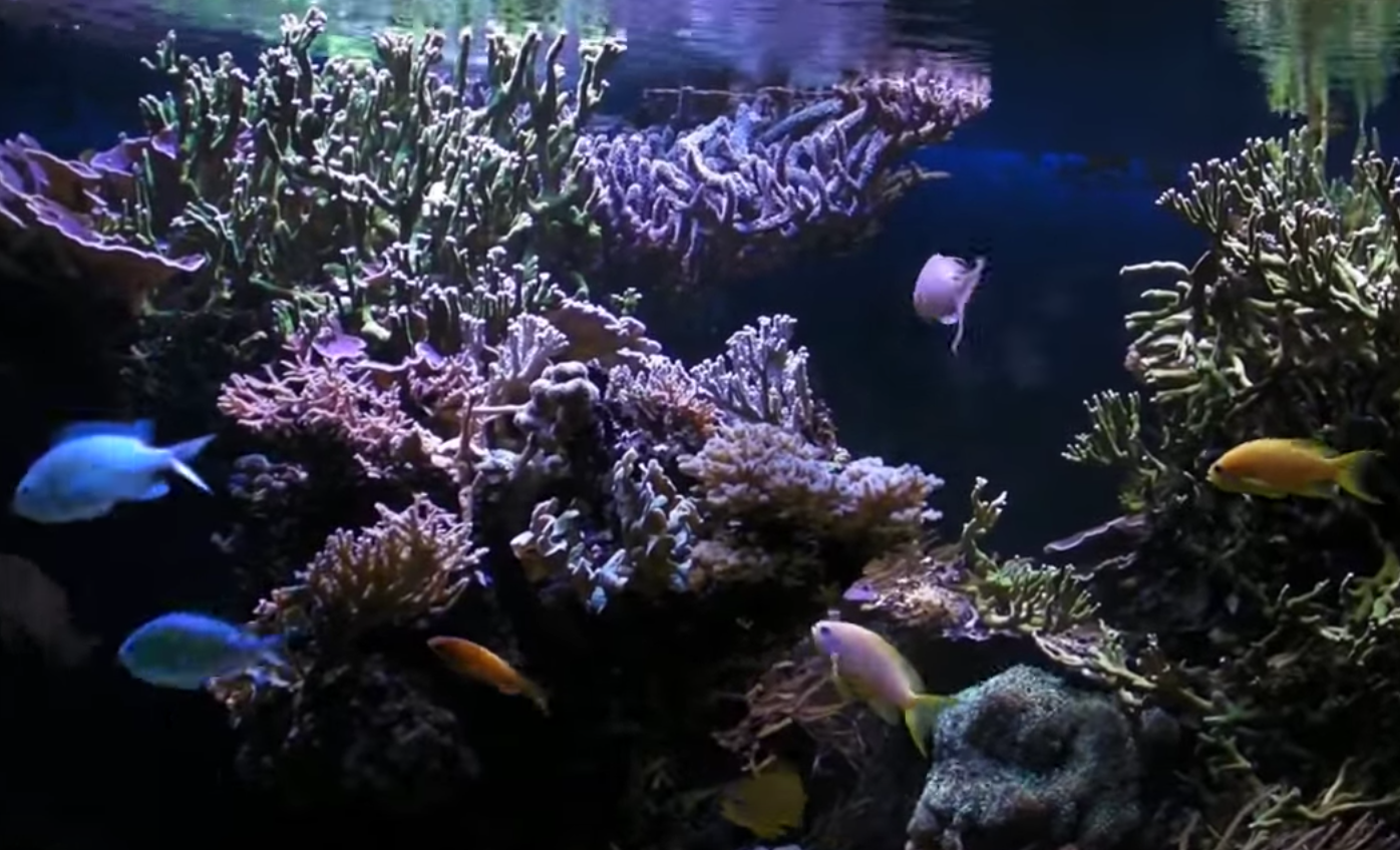 Aquarium lighting and weather system - Raspberry Pi