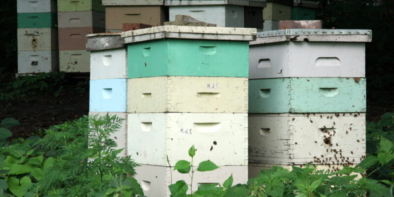 Beekeeping Server — Raspberry Pi Official Magazine