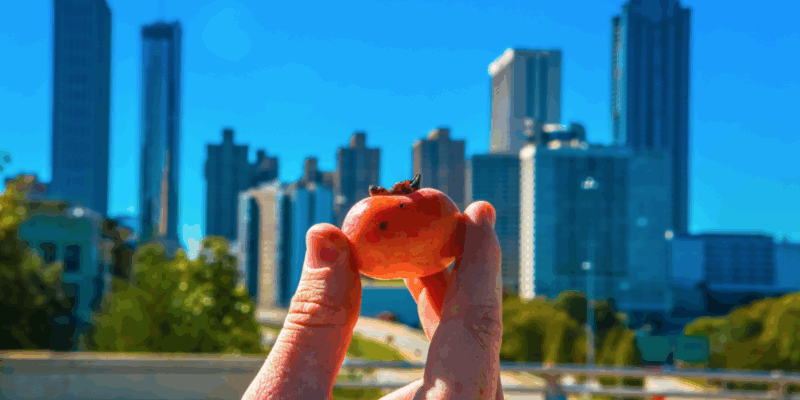 fruit Archives - Raspberry Pi