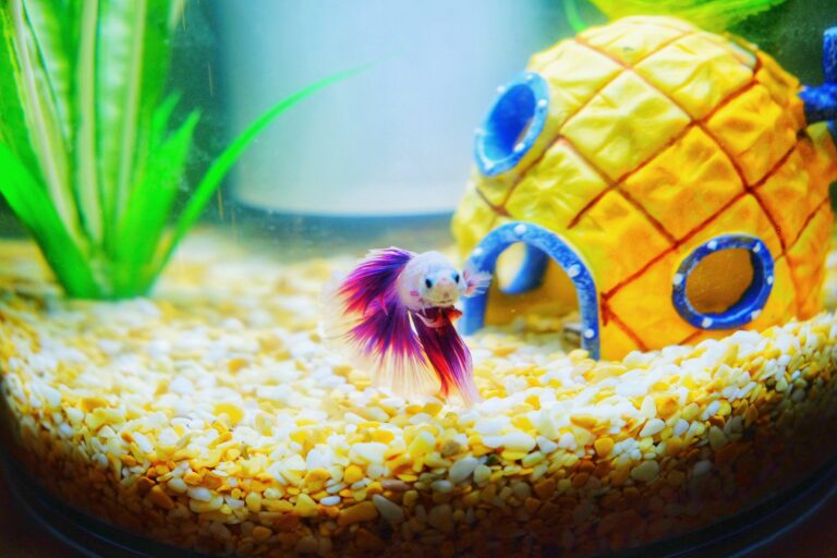 Reef-Pi: the ultimate Raspberry Pi fish tank management system ...