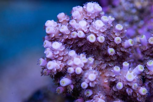 Reef-Pi: the ultimate Raspberry Pi fish tank management system ...