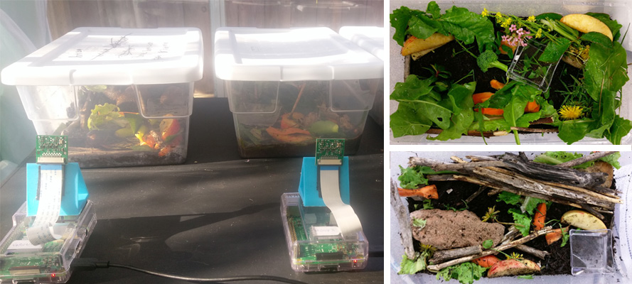 Raspberry Pi snail habitats for Mrs Nation's class - Raspberry Pi