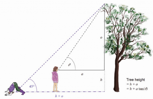 Exploring the interface of ecology, mathematics, and digital making | Hello World #11 - Raspberry Pi