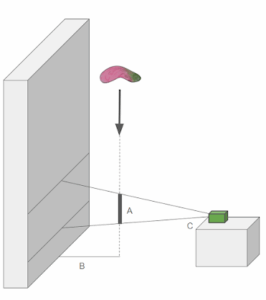 Exploring the interface of ecology, mathematics, and digital making | Hello World #11 - Raspberry Pi