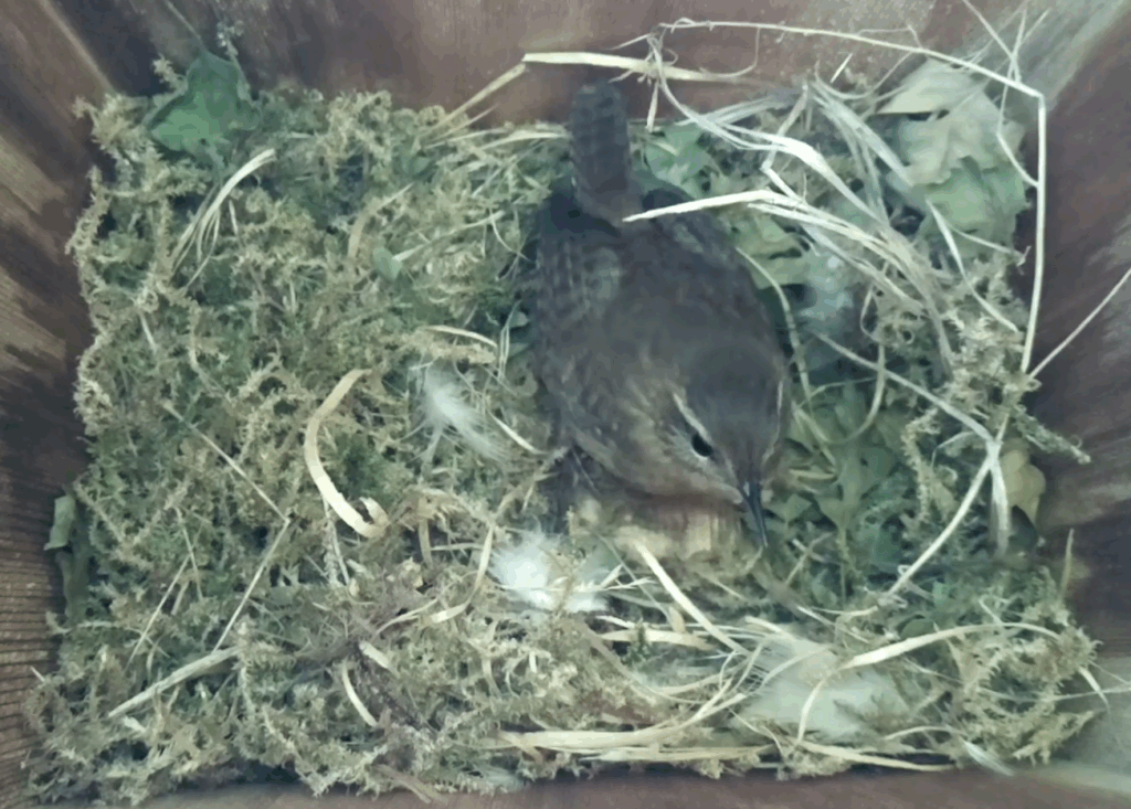 infrared bird box Archives - Raspberry Pi