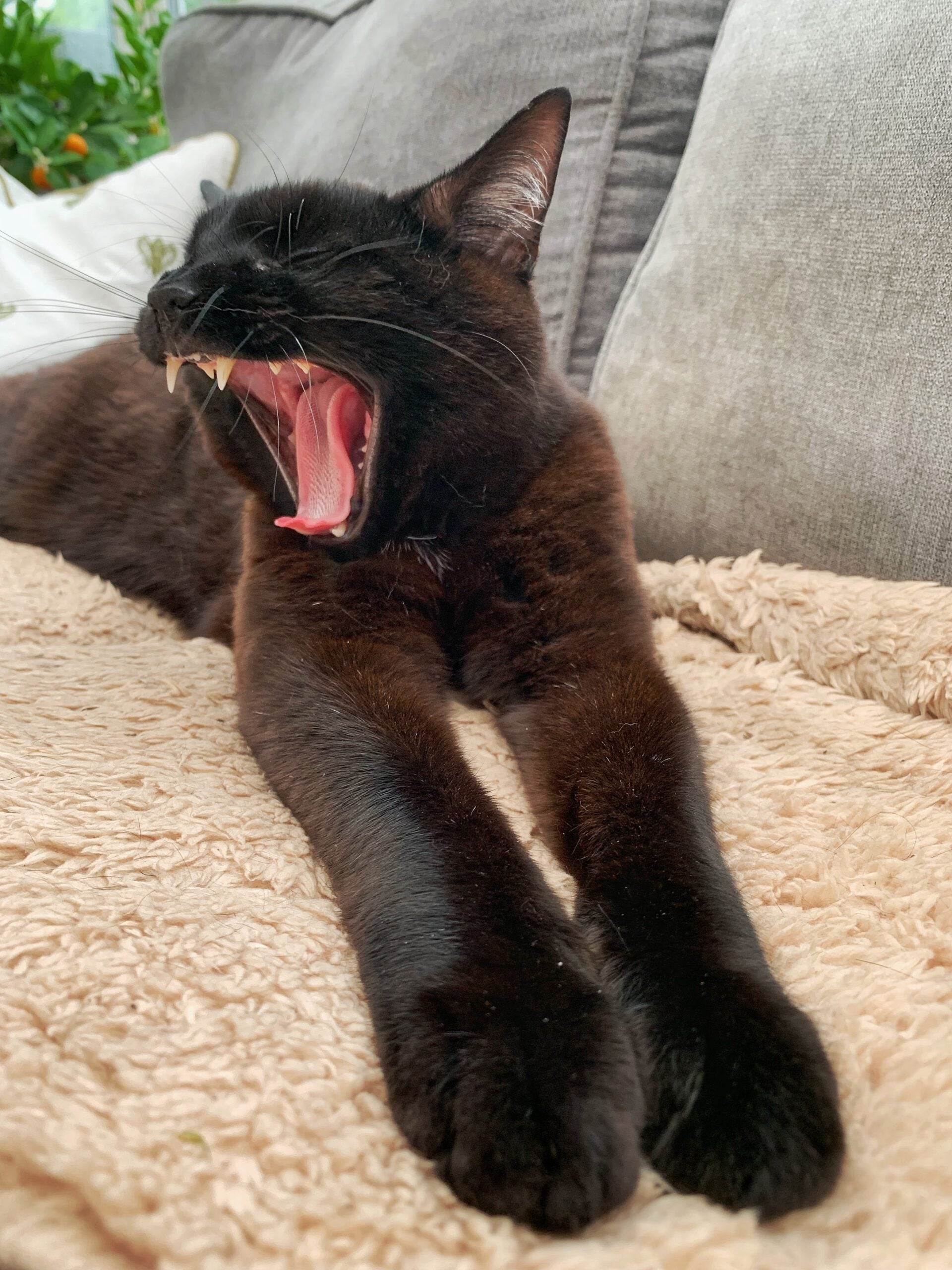 Cats and lasers and (Raspberry) Pi, OH MY! - Raspberry Pi