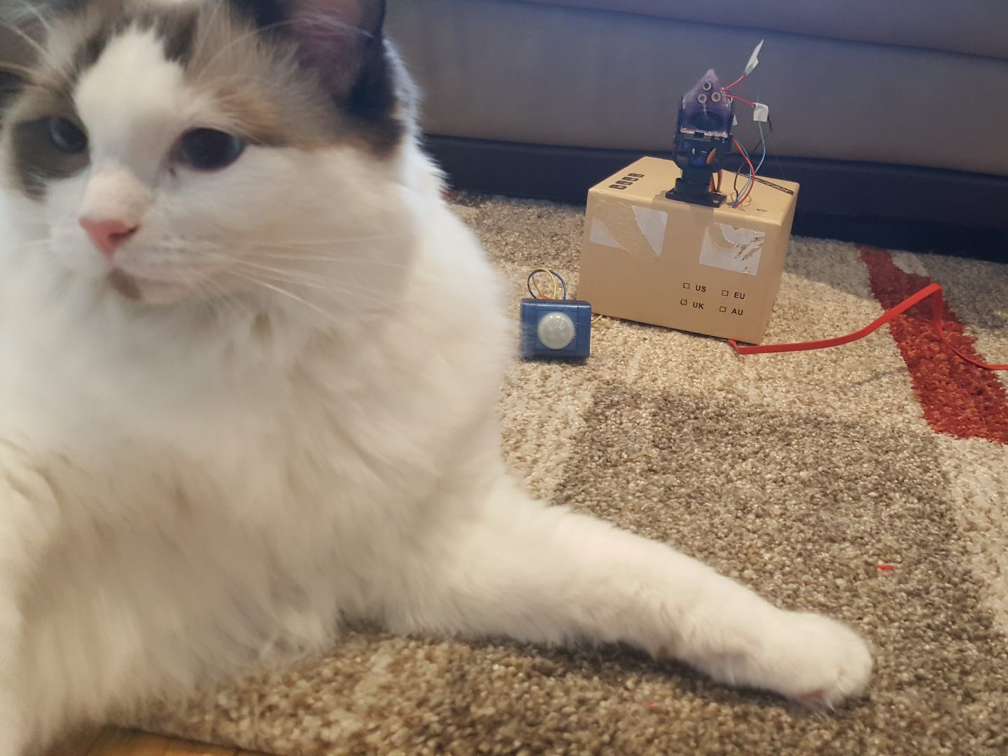 Cats and lasers and (Raspberry) Pi, OH MY! - Raspberry Pi