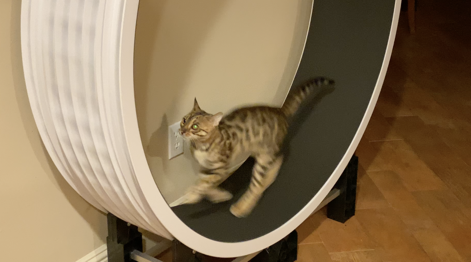 Track your cat's activity with a homemade speedometer - Raspberry Pi