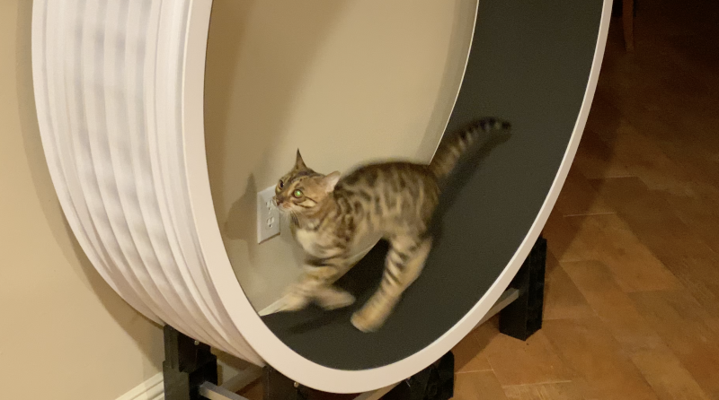 Track your cat's activity with a homemade speedometer - Raspberry Pi