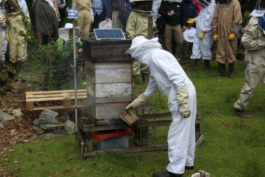 Monitoring bees with a Raspberry Pi and BeeMonitor - Raspberry Pi