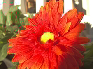 Processing raw image files from a Raspberry Pi High Quality Camera ...