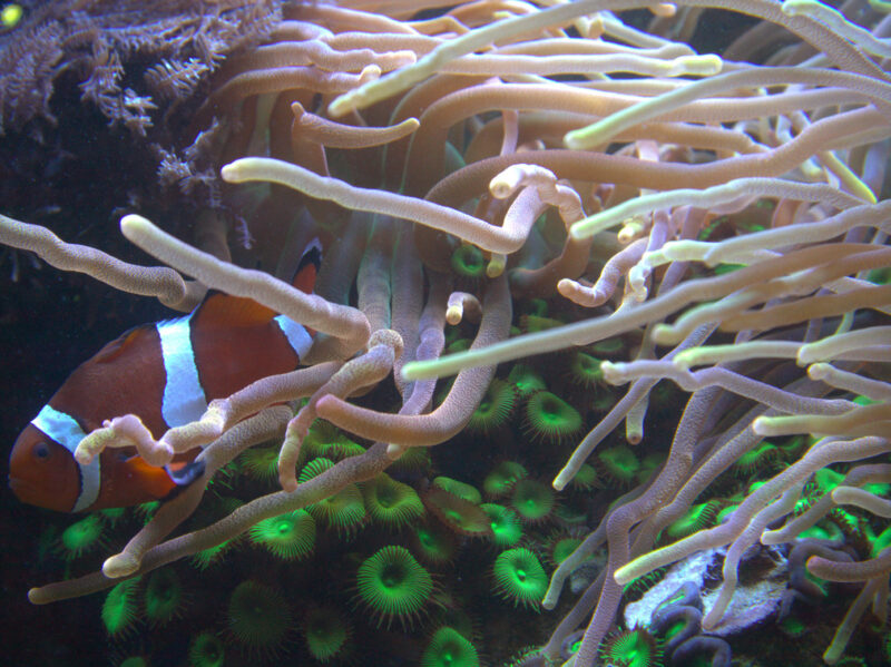 Processing raw image files from a Raspberry Pi High Quality Camera ...