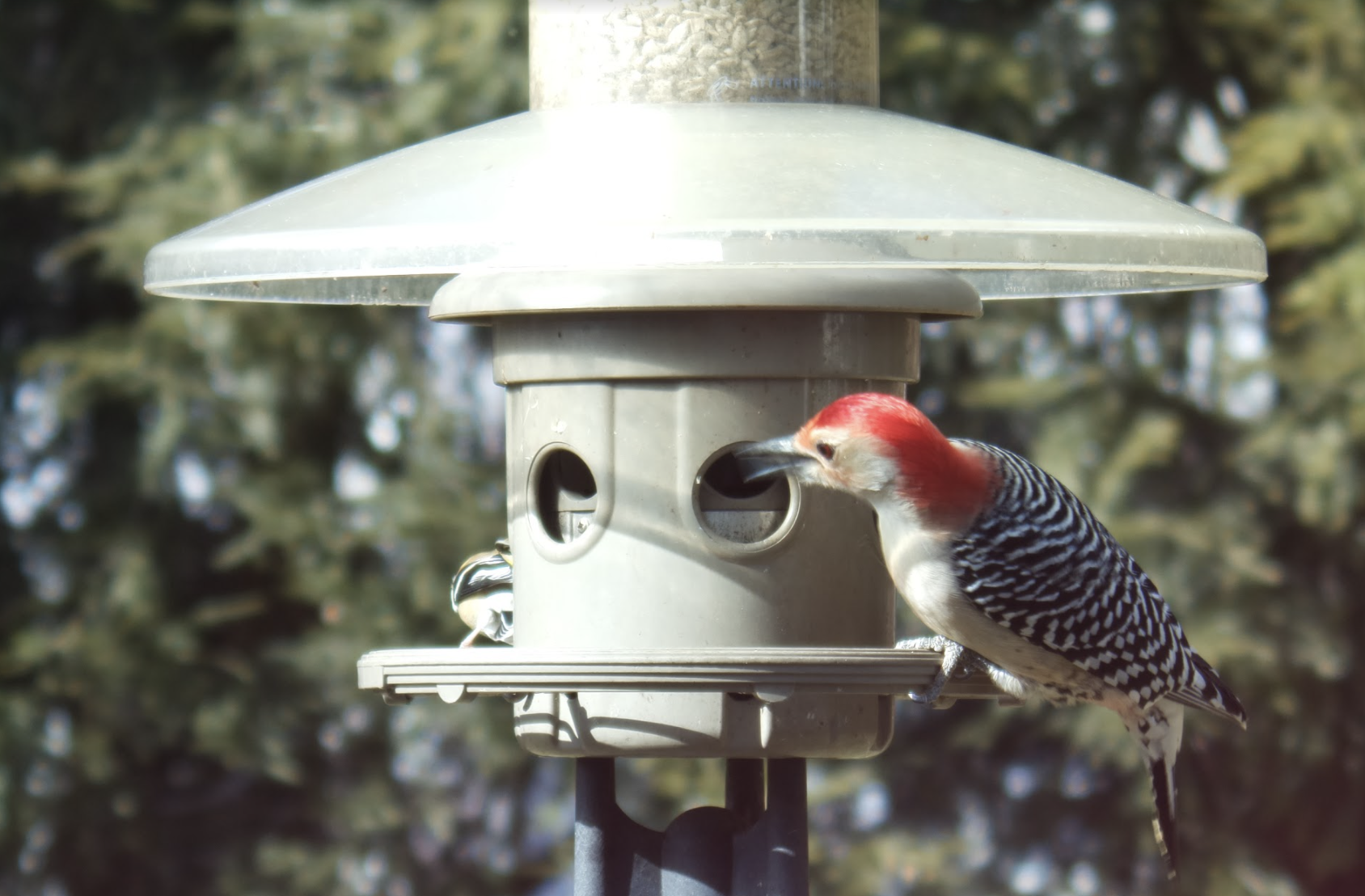 ML-based Bird and Squirrel Detector — Raspberry Pi Official Magazine