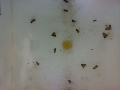 Save orchards from pests with Raspberry Pi - Raspberry Pi