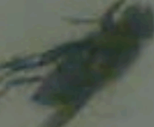 Save orchards from pests with Raspberry Pi - Raspberry Pi