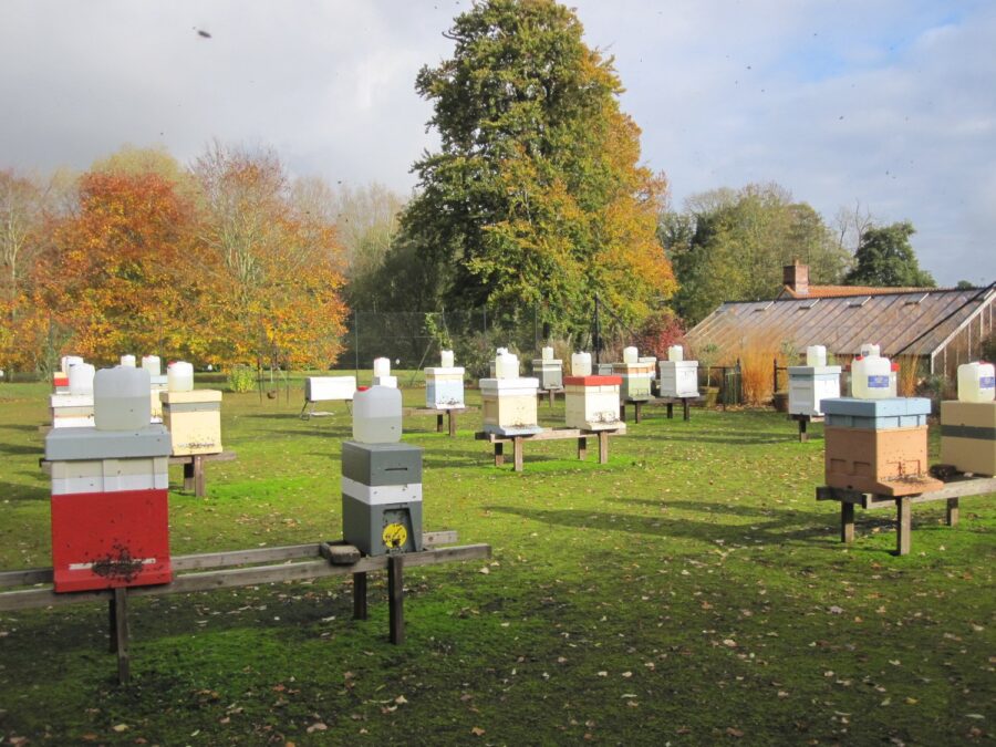 Hive mind with Pye Bee - Raspberry Pi