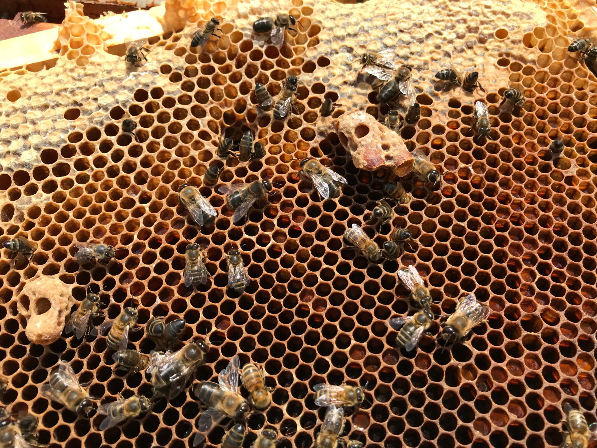 Hive mind with Pye Bee - Raspberry Pi