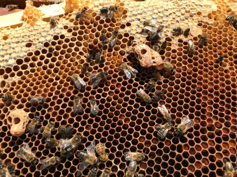 Hive mind with Pye Bee - Raspberry Pi