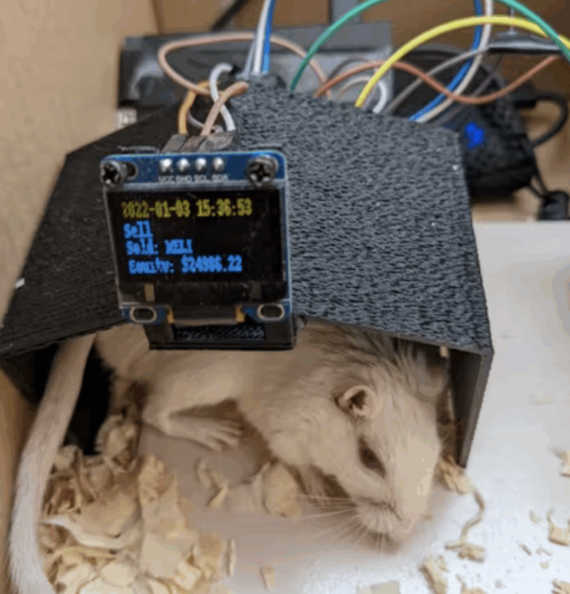 This gerbil trades stocks with a Raspberry Pi - Raspberry Pi