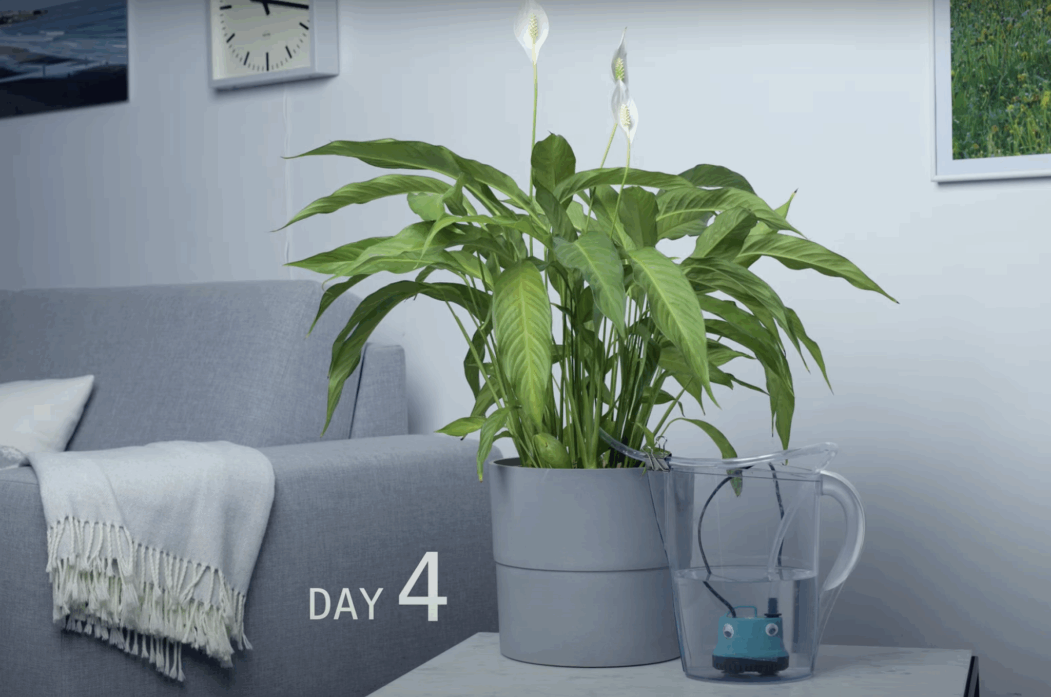 Pico plant waterer - Raspberry Pi