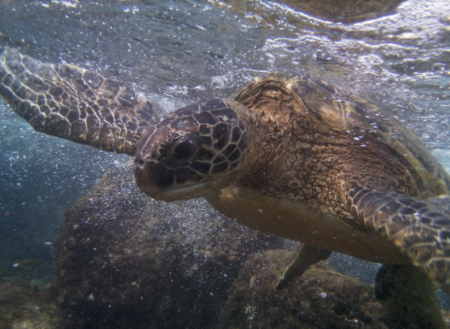 Maka Niu deep-sea imaging system | The MagPi #125 - Raspberry Pi