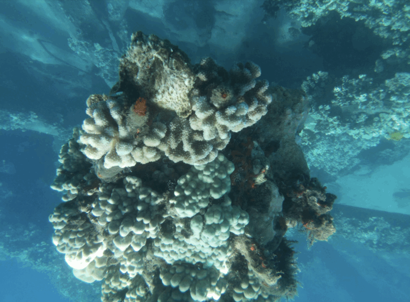 Maka Niu deep-sea imaging system | The MagPi #125 - Raspberry Pi