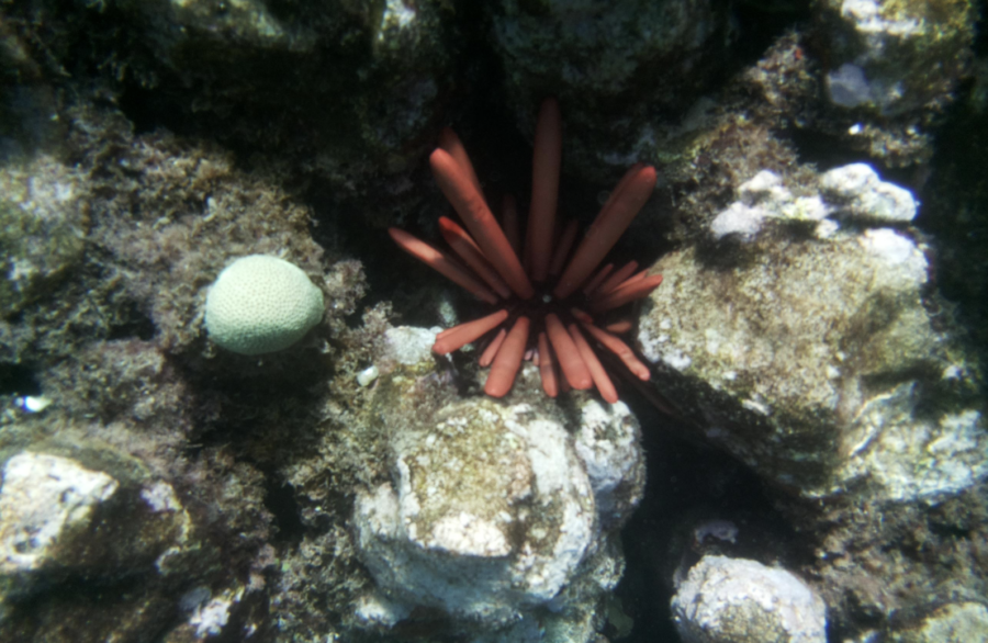 Maka Niu deep-sea imaging system | The MagPi #125 - Raspberry Pi