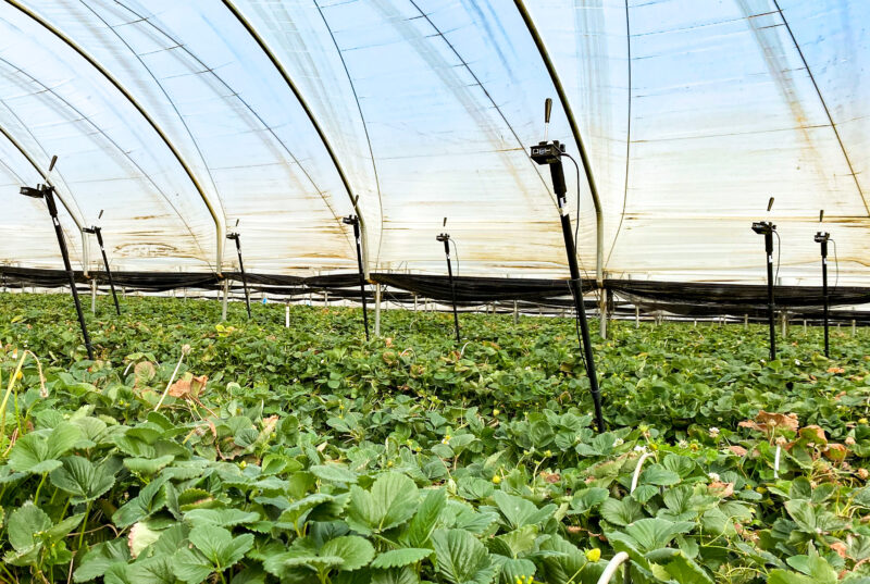 Pi-powered pollination monitors support farming in Australia - Raspberry Pi