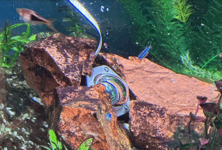 Watch your fish with a Raspberry Pi camera - Raspberry Pi