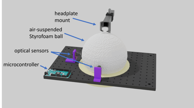 Mice explore virtual worlds with a Raspberry Pi-powered VR headset ...