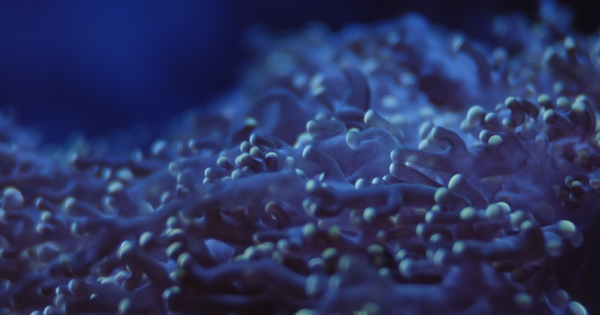 CinePI: a high-end film camera built on Raspberry Pi - Raspberry Pi