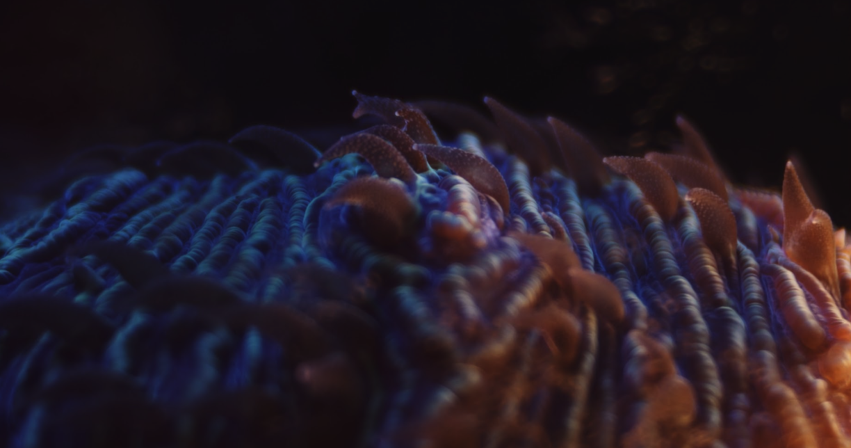 CinePI: a high-end film camera built on Raspberry Pi - Raspberry Pi