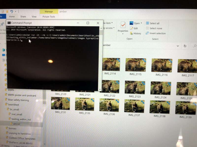 BearID: Face recognition for brown bears - Raspberry Pi