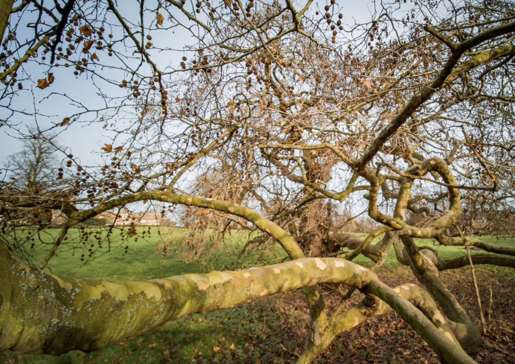 Raspberry Pi Camera Module: Still image capture - Raspberry Pi