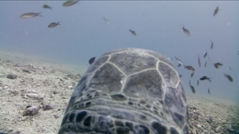 Arribada technology for conservation - Raspberry Pi