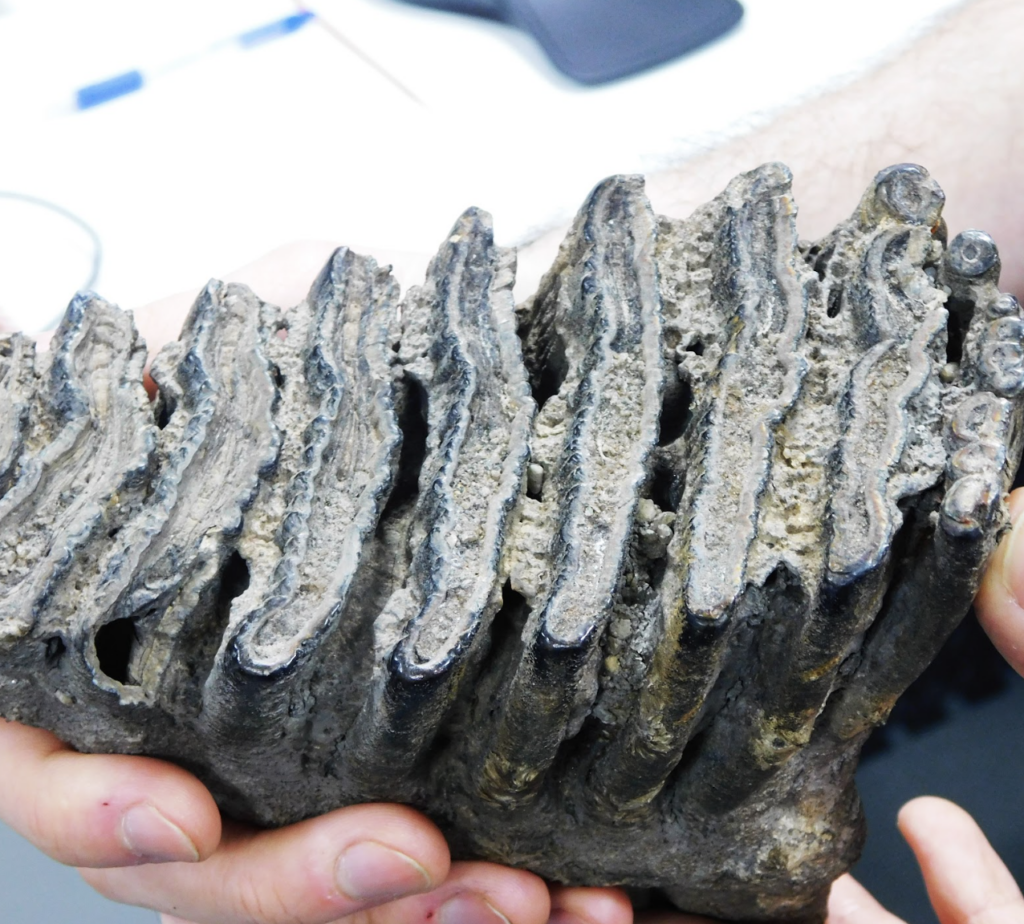 Bringing dinosaurs back to life, digitally | HackSpace #76 - Raspberry Pi