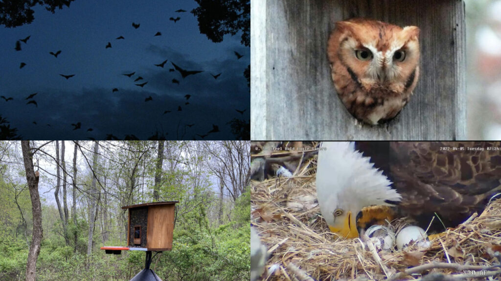 Ez Streamer Pi Lets You Live Stream From Four Cameras At Once