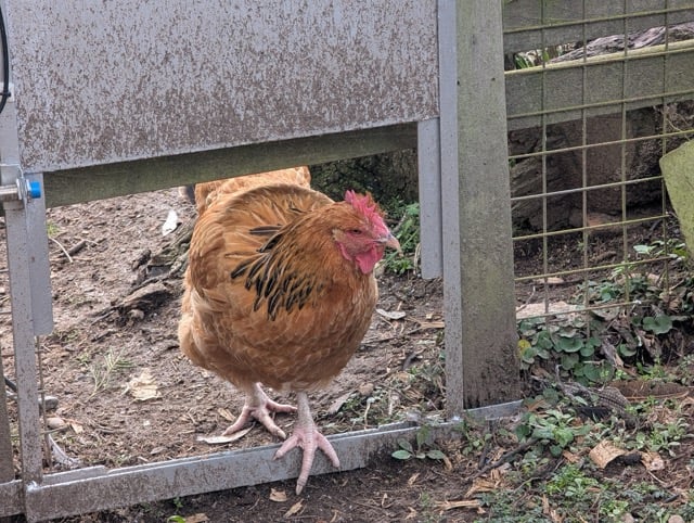 Ydtechnologious: SmartCoop: Controlling chickens with Java